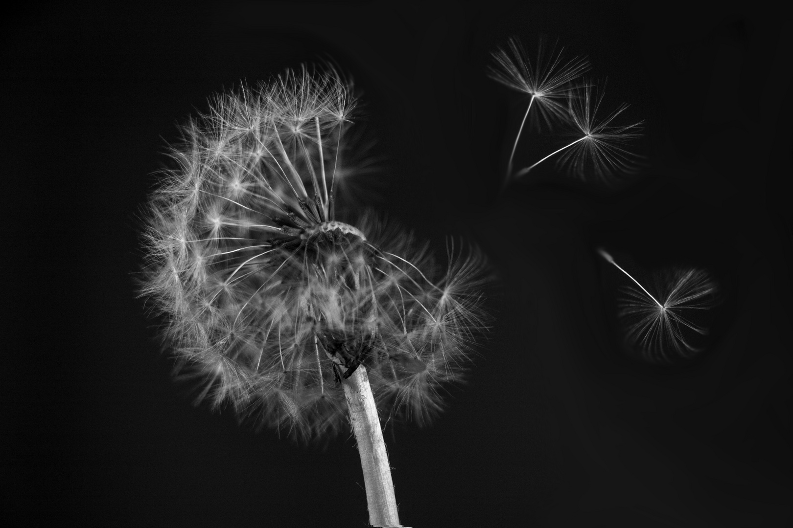 Pusteblume Foto & Bild | blume, schwarz weiß, löwenzahn Bilder auf ...