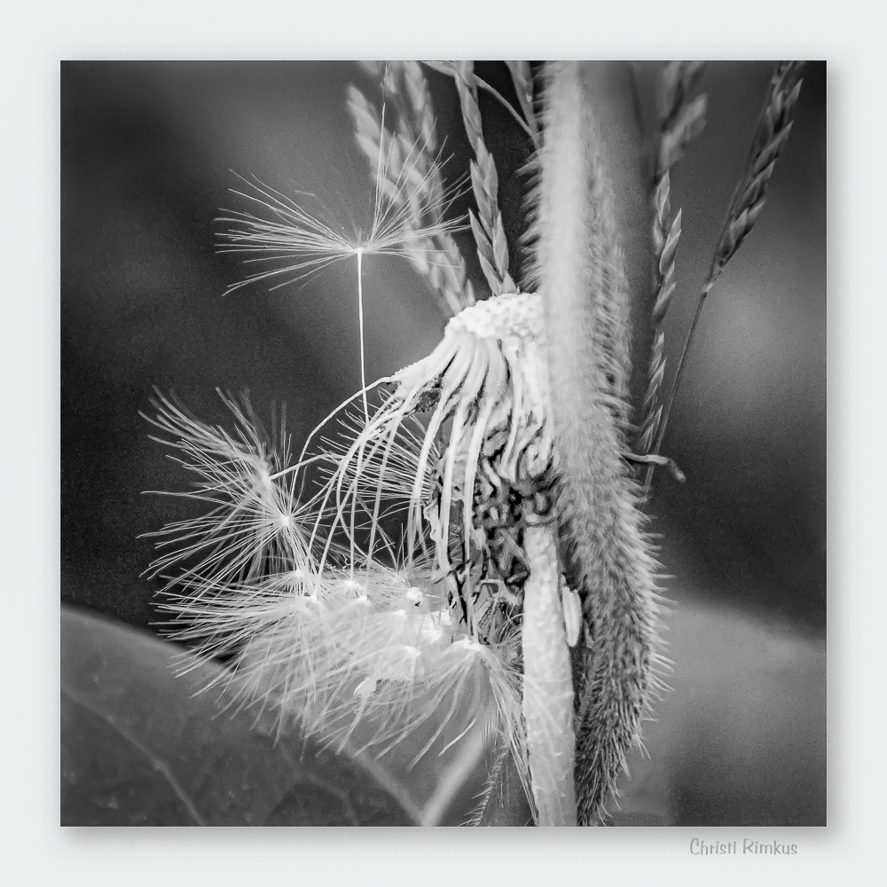 Pusteblume Foto & Bild | pflanzen, pilze & flechten, blüten ...