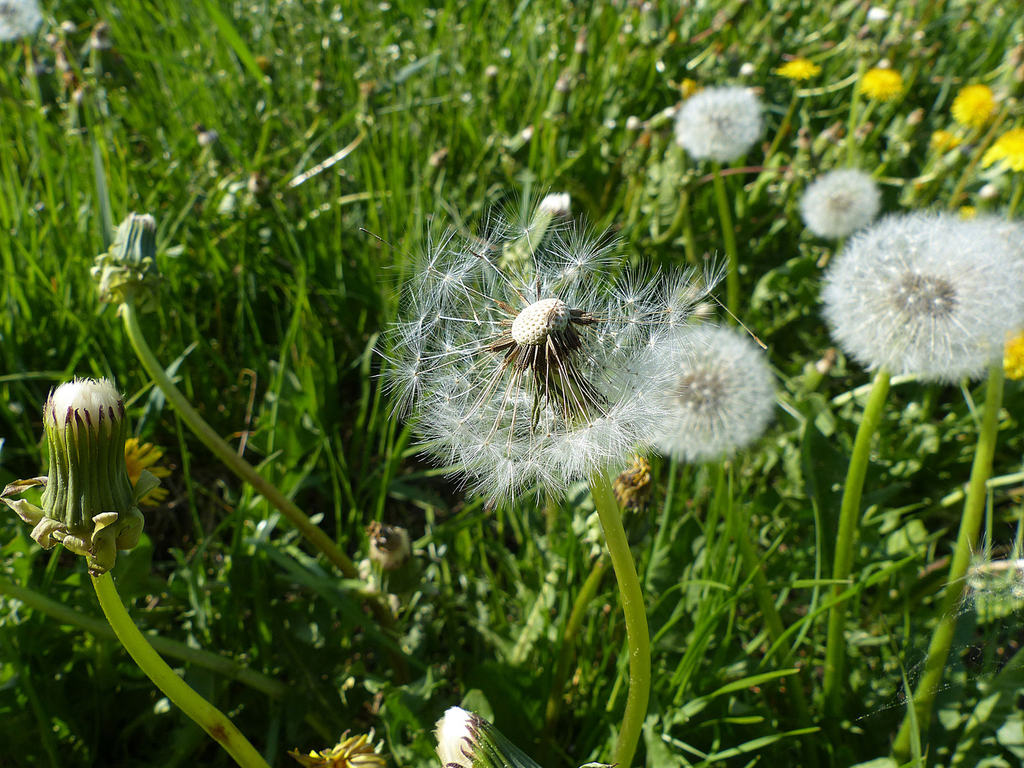Pusteblume Foto & Bild | natur, löwenzahn, pusteblume Bilder auf ...