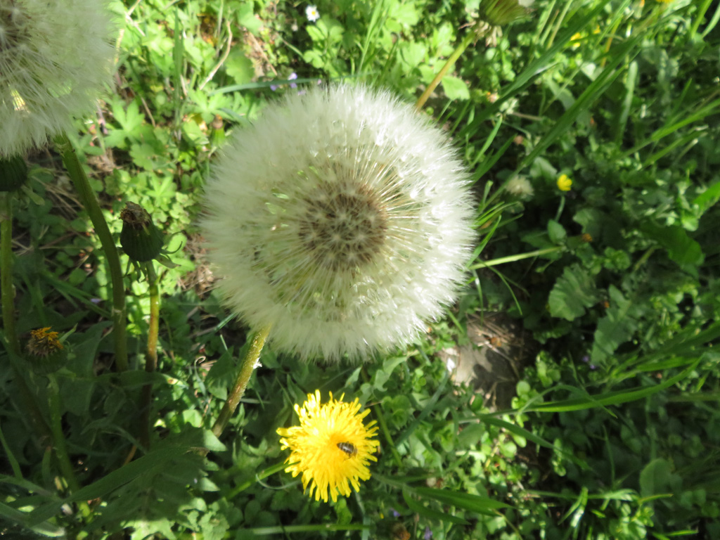 Pusteblume Foto & Bild | pflanzen, samen, natur, pflanzen Bilder auf ...