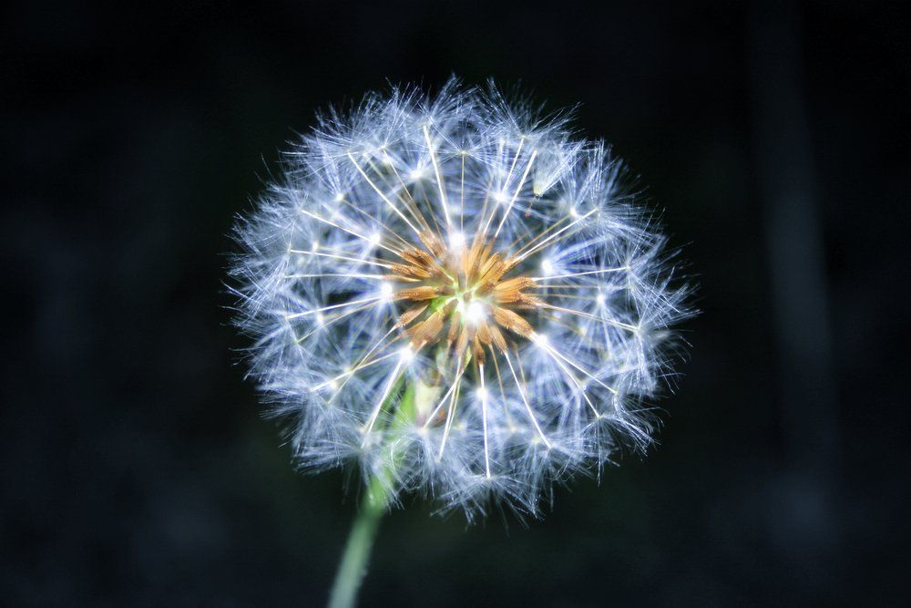 Pusteblume Foto & Bild | pflanzen, pilze & flechten, blüten ...