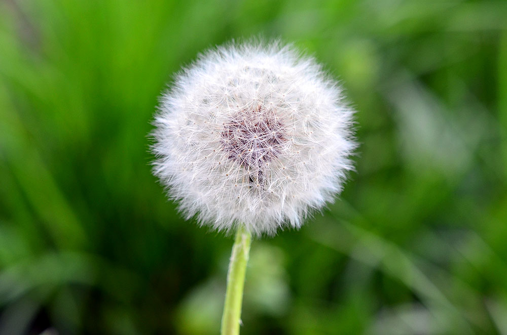 Pusteblume Foto & Bild | pflanzen, pilze & flechten, blüten ...