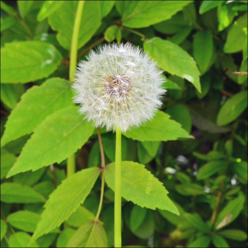 Pusteblume Foto & Bild | natur, pflanzen, motive Bilder auf fotocommunity