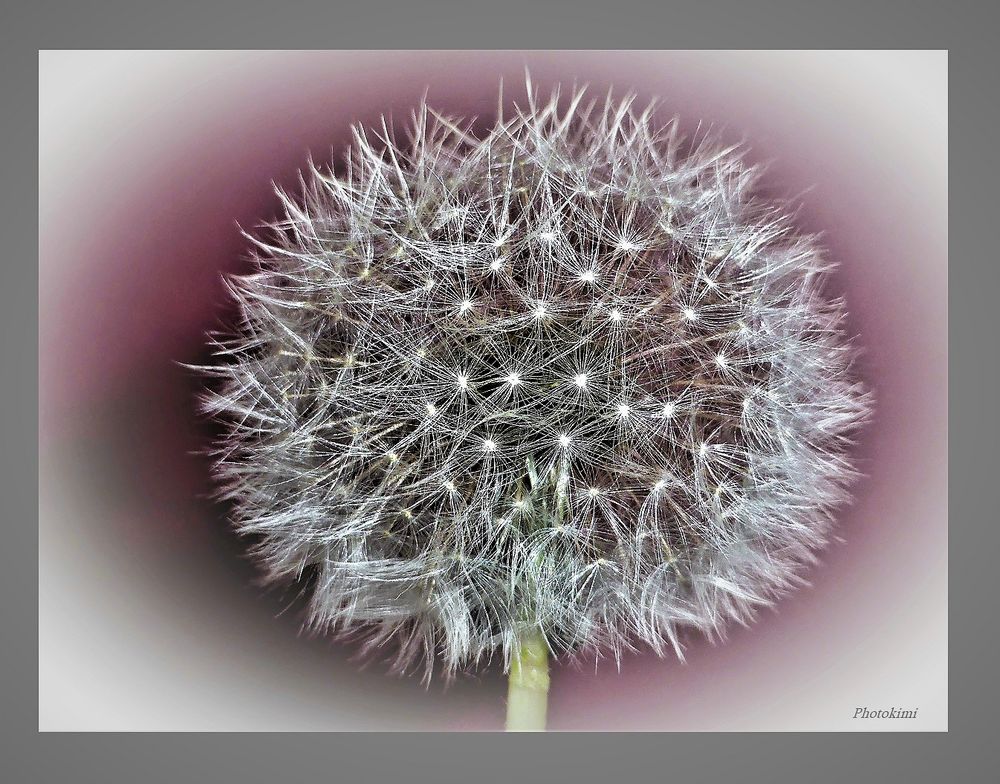 Pusteblume (I) Foto & Bild | natur, digiart, pflanzen Bilder auf ...