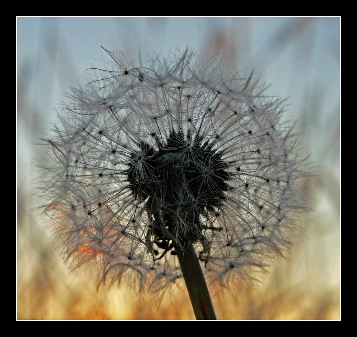 Pusteblume im Sonnenuntergang Foto & Bild | jahreszeiten, frühling ...