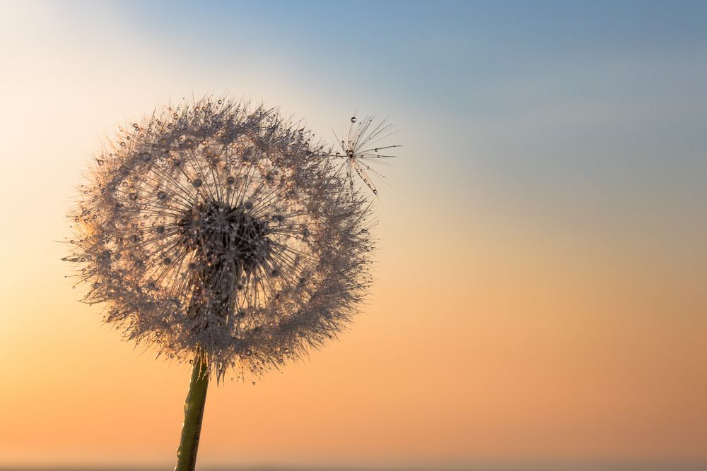 "Pusteblume" im Wind Foto & Bild | natur, pflanzen, löwenzahn Bilder ...