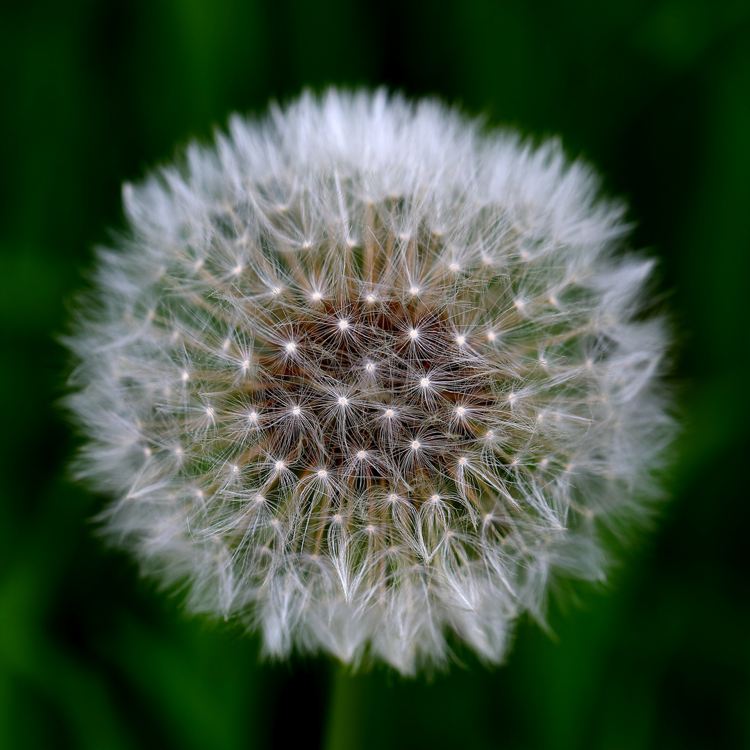 Pusteblume - Löwenzahn Foto & Bild | pflanzen, pilze & flechten, blüten- & kleinpflanzen ...