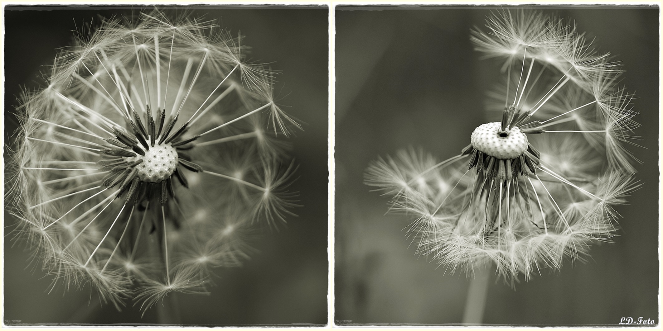 Pusteblumen Foto & Bild | pflanzen, pilze & flechten, blüten- & kleinpflanzen, löwenzahn Bilder ...