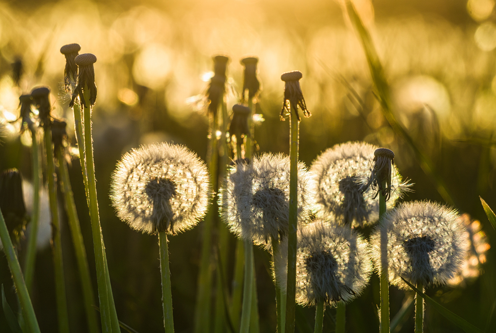 Pusteblumen Foto & Bild | pflanzen, pilze & flechten, blüten- & kleinpflanzen, jahreszeiten ...
