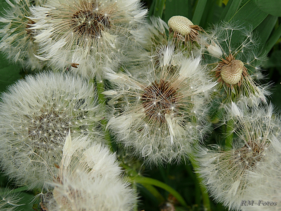 Pusteblumen Foto & Bild | pflanzen, pilze & flechten, blüten- & kleinpflanzen, wildpflanzen ...
