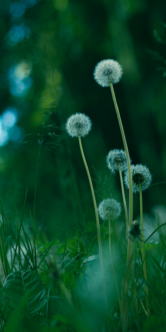 Pusteblumen Foto & Bild | jahreszeiten, frühling, natur Bilder auf ...