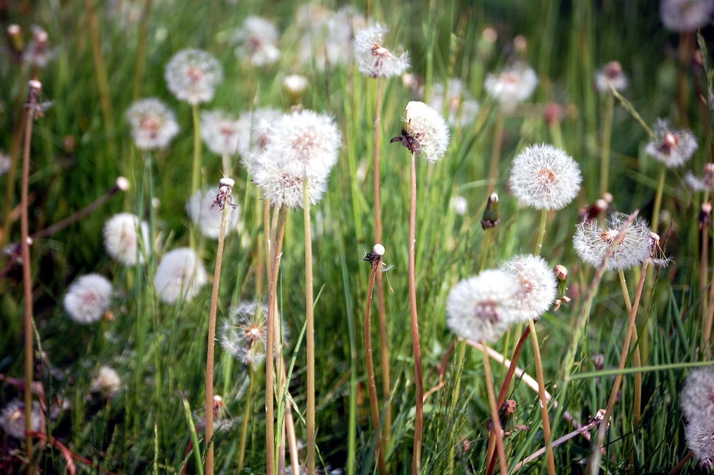 Pusteblumen Foto & Bild | pflanzen, pilze & flechten, blüten- & kleinpflanzen, löwenzahn Bilder ...