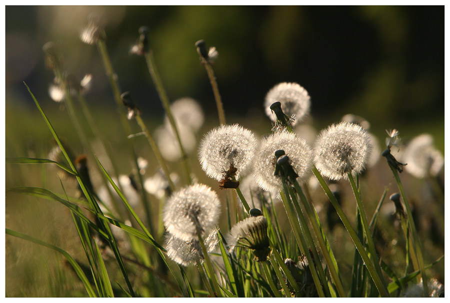 Pusteblumen Foto & Bild | pflanzen, pilze & flechten, gräser, natur Bilder auf fotocommunity