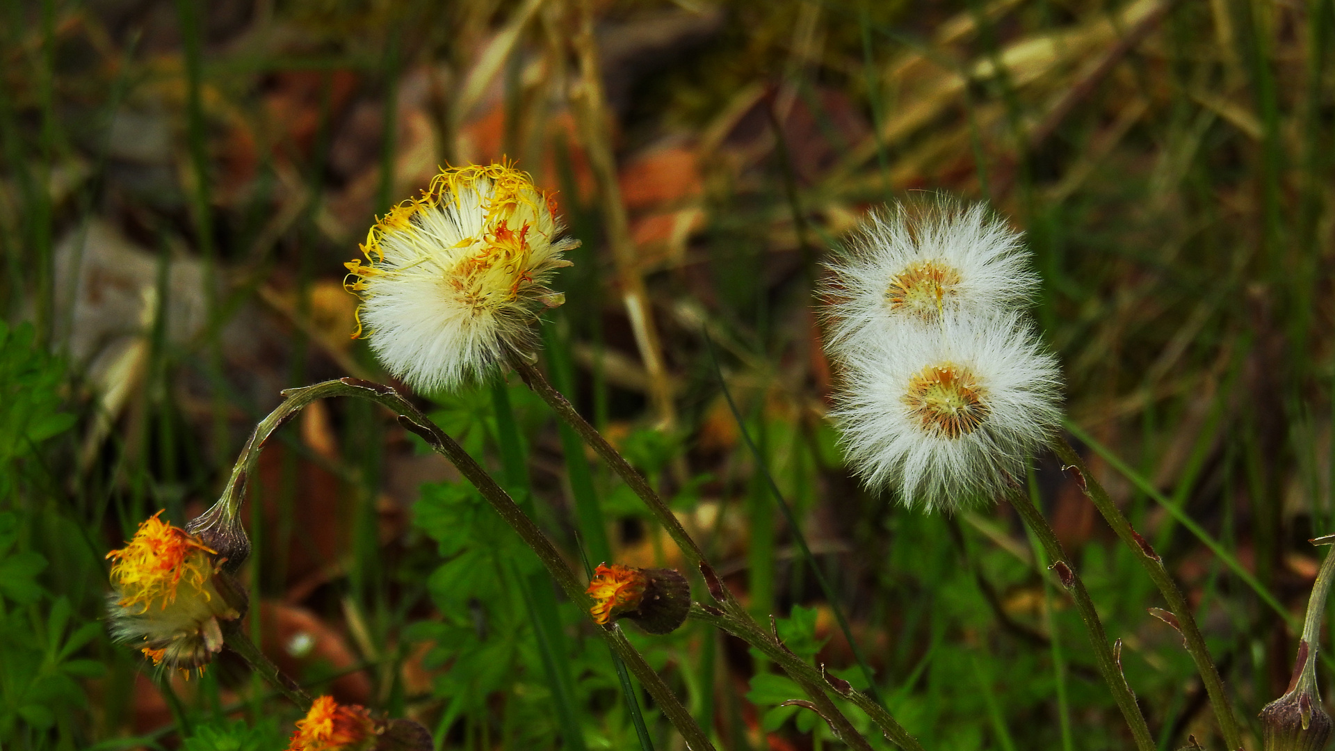Pusteblumen 3 Foto & Bild | pflanzen, pilze & flechten, blüten- & kleinpflanzen, löwenzahn ...