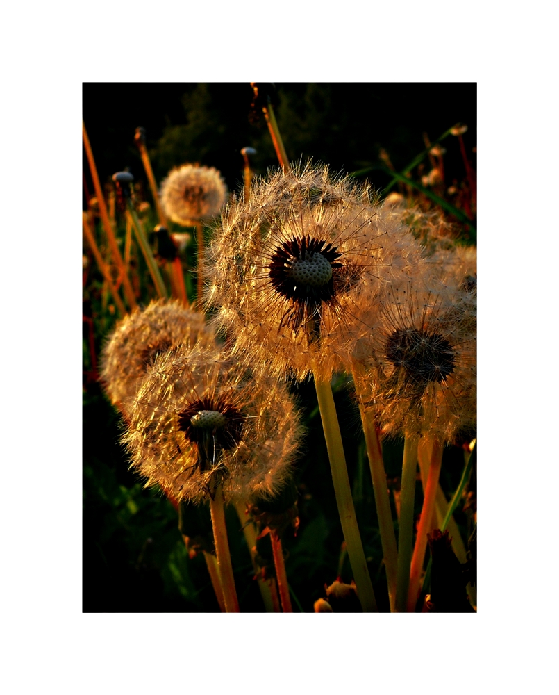 Pusteblumen Foto & Bild | pflanzen, pilze & flechten, blüten- & kleinpflanzen, löwenzahn Bilder ...