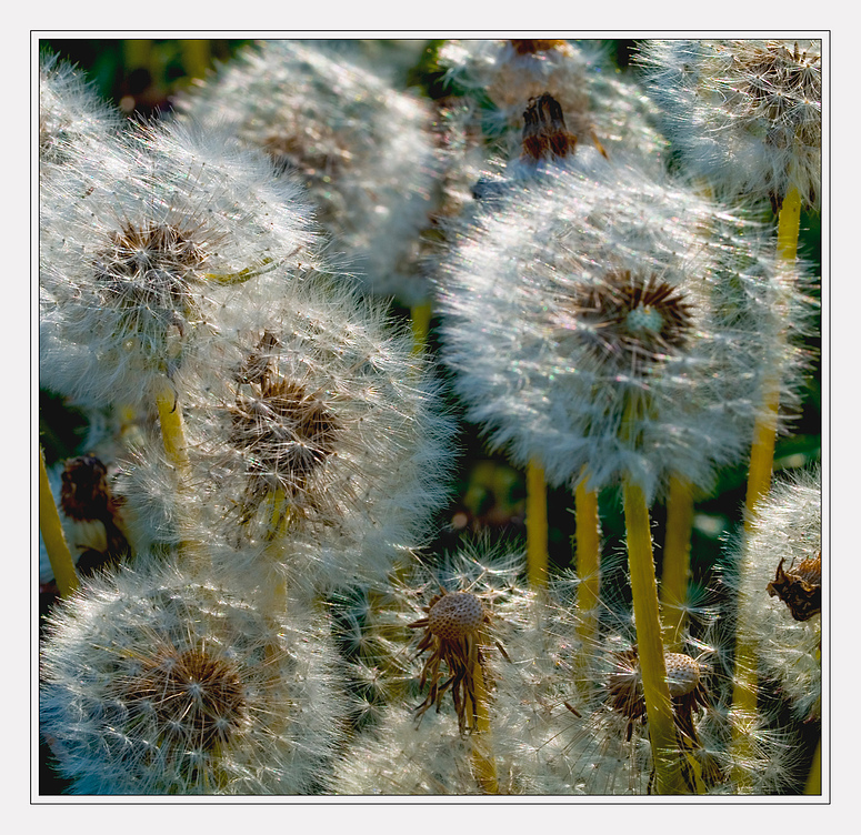 Pusteblumen Foto & Bild | pflanzen, pilze & flechten, blüten- & kleinpflanzen, löwenzahn Bilder ...
