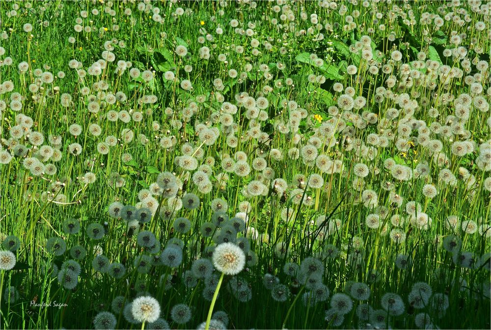 "Pusteblumen" Foto & Bild | deutschland, europe, mecklenburg ...