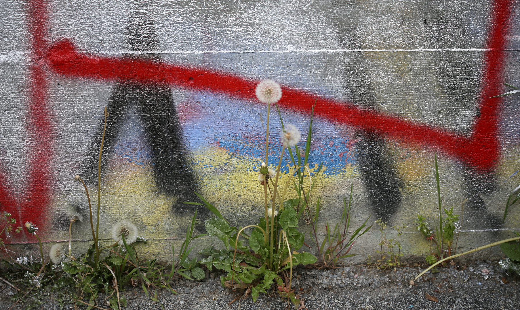 Pusteblumen Foto & Bild | pflanzen, pilze & flechten, blüten ...