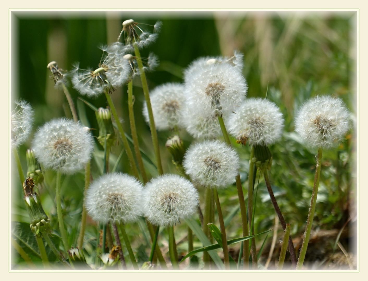 PUSTEBLUMEN Foto & Bild | pflanzen, pilze & flechten, blüten- & kleinpflanzen, wildpflanzen ...