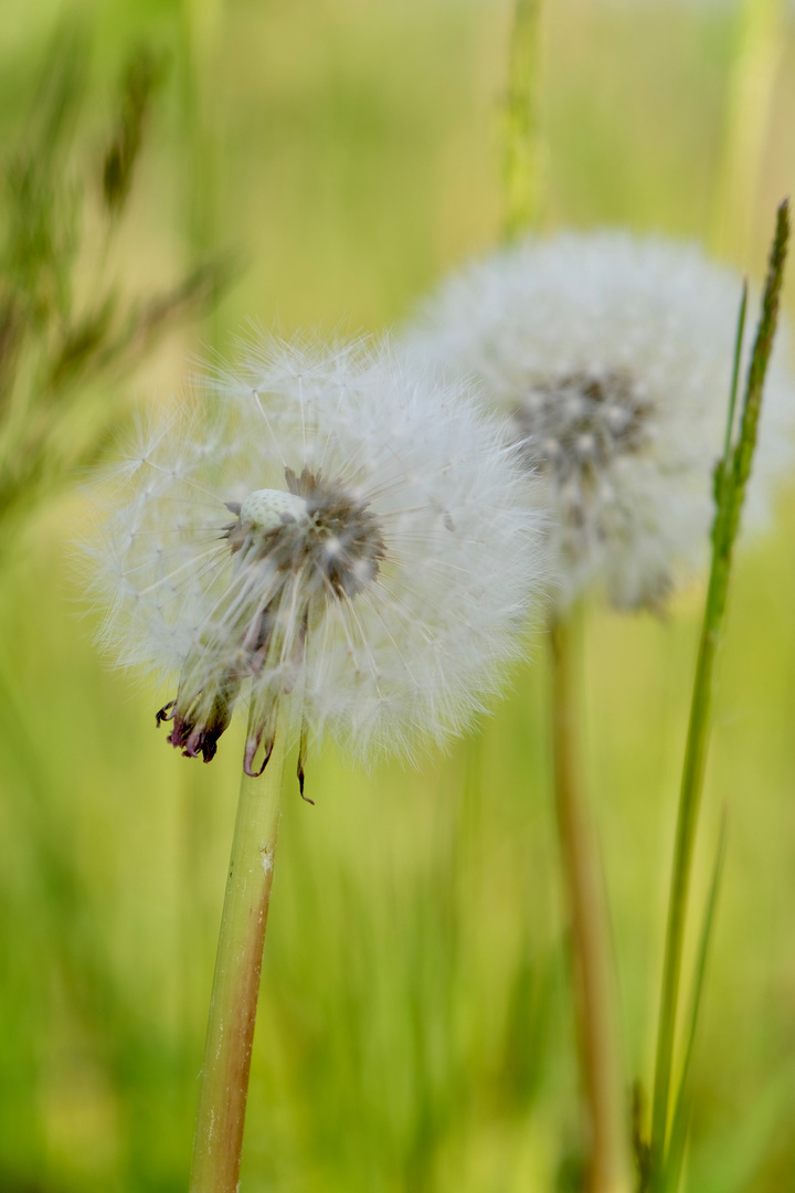 Pusteblumen Foto & Bild | natur, pflanzen Bilder auf fotocommunity