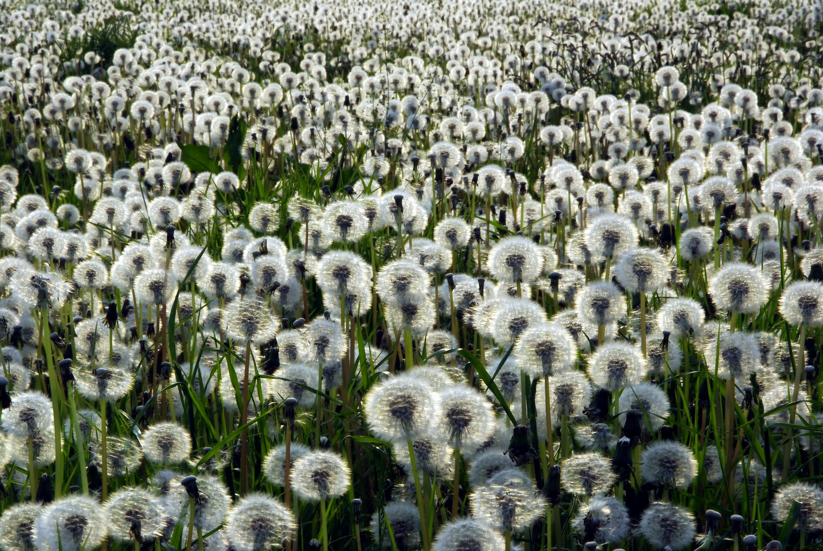 Pusteblumen Foto & Bild | pflanzen, pilze & flechten, blüten- & kleinpflanzen, löwenzahn Bilder ...