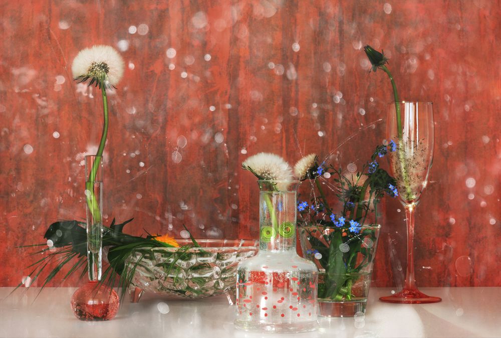 Pusteblumen Foto & Bild | natur, bokeh, stillleben Bilder auf fotocommunity