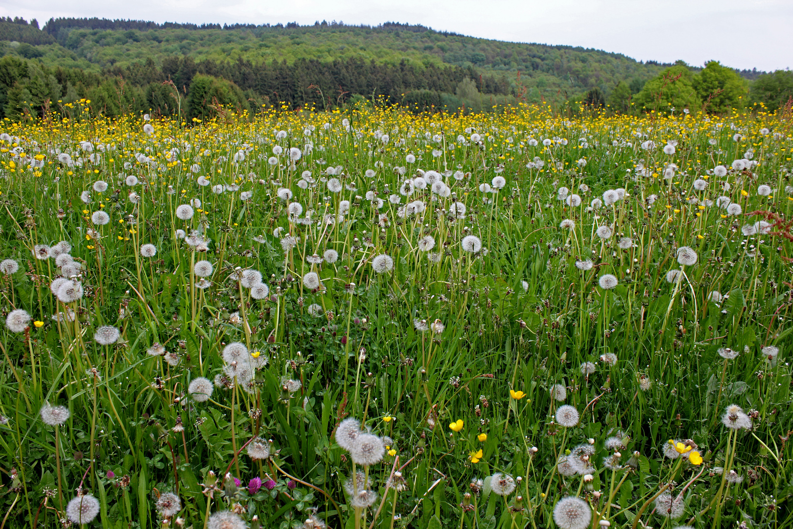 Pusteblumen Foto & Bild | pflanzen, pilze & flechten, blüten- & kleinpflanzen, löwenzahn Bilder ...