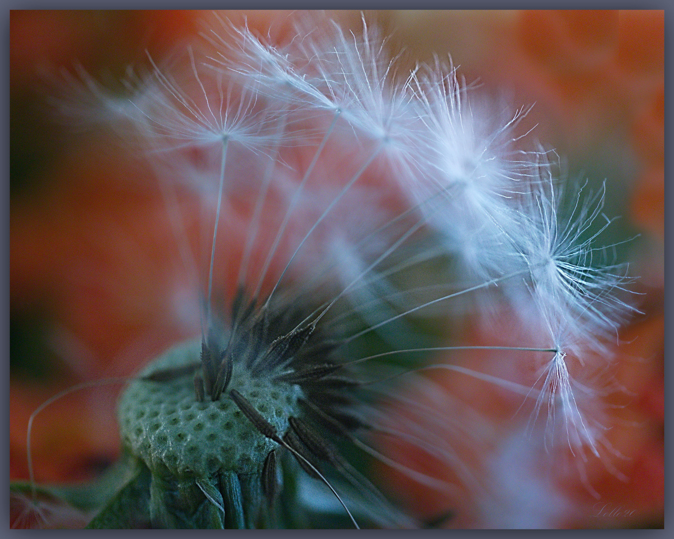 Pusteblumen ... Foto & Bild | pflanzen, pilze & flechten, blüten- & kleinpflanzen, jahreszeiten ...