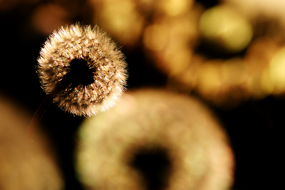 Pusteblumen im abendlichen Gegenlicht Foto & Bild | pflanzen, pilze & flechten, blüten ...