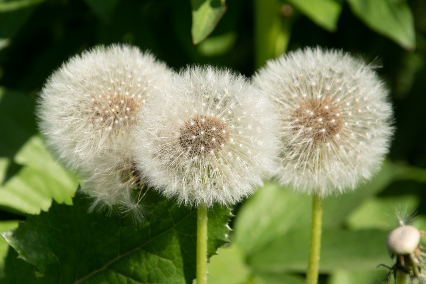 Pusteblumen / Mittwochsblümchen Foto & Bild | usertreffen+veranstaltungen, pflanzen, pilze ...