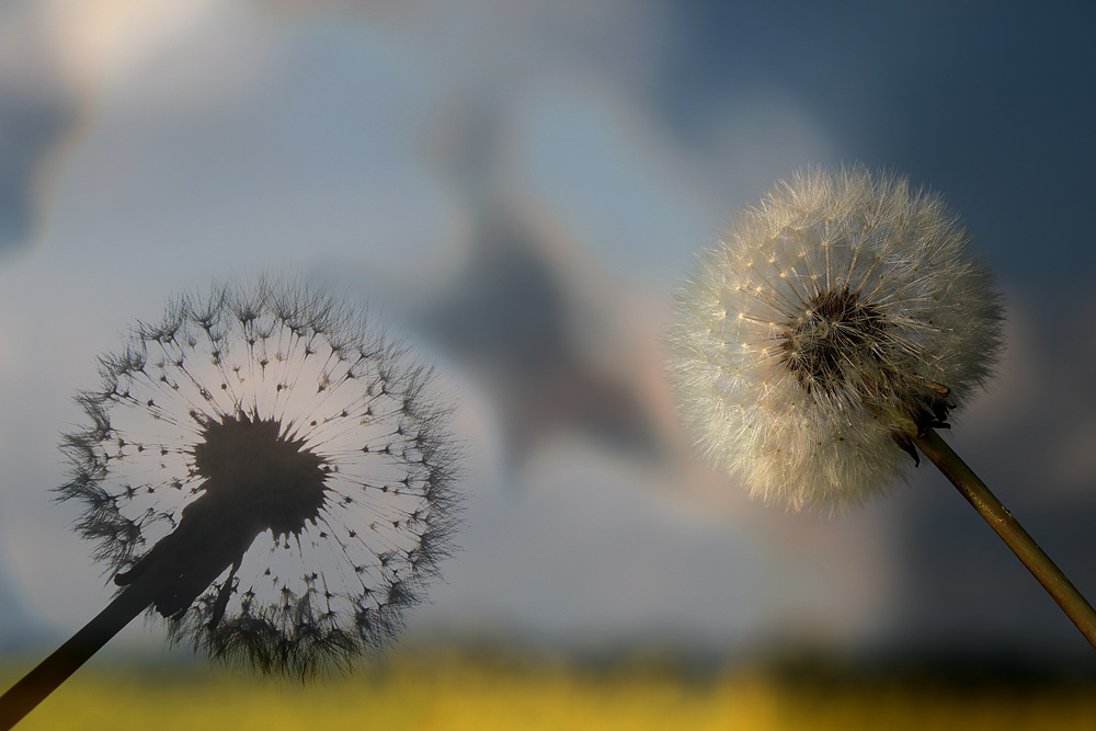 Pusteblumen-Montage Foto & Bild | pflanzen, pilze & flechten, blüten- & kleinpflanzen ...