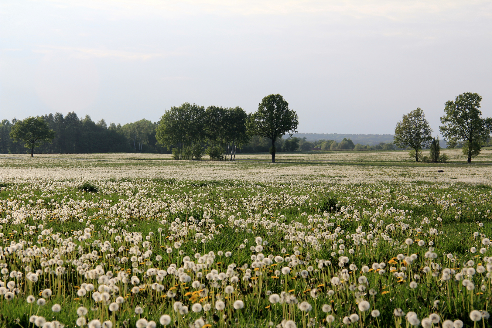 Pusteblumen ohne Ende Foto & Bild | bäume, feld, natur Bilder auf ...