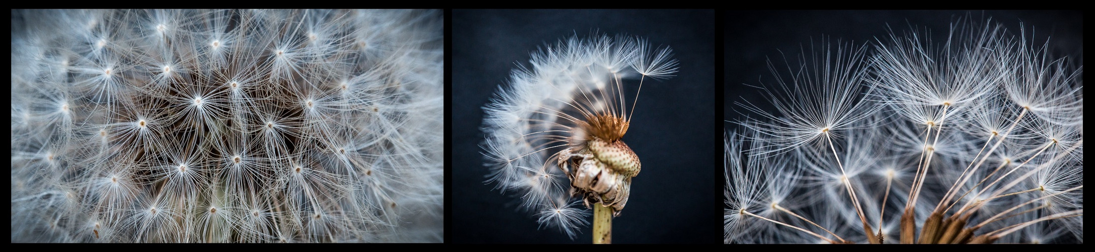 Pusteblumen-Triptychon Foto & Bild | pflanzen, pilze & flechten, natur Bilder auf fotocommunity