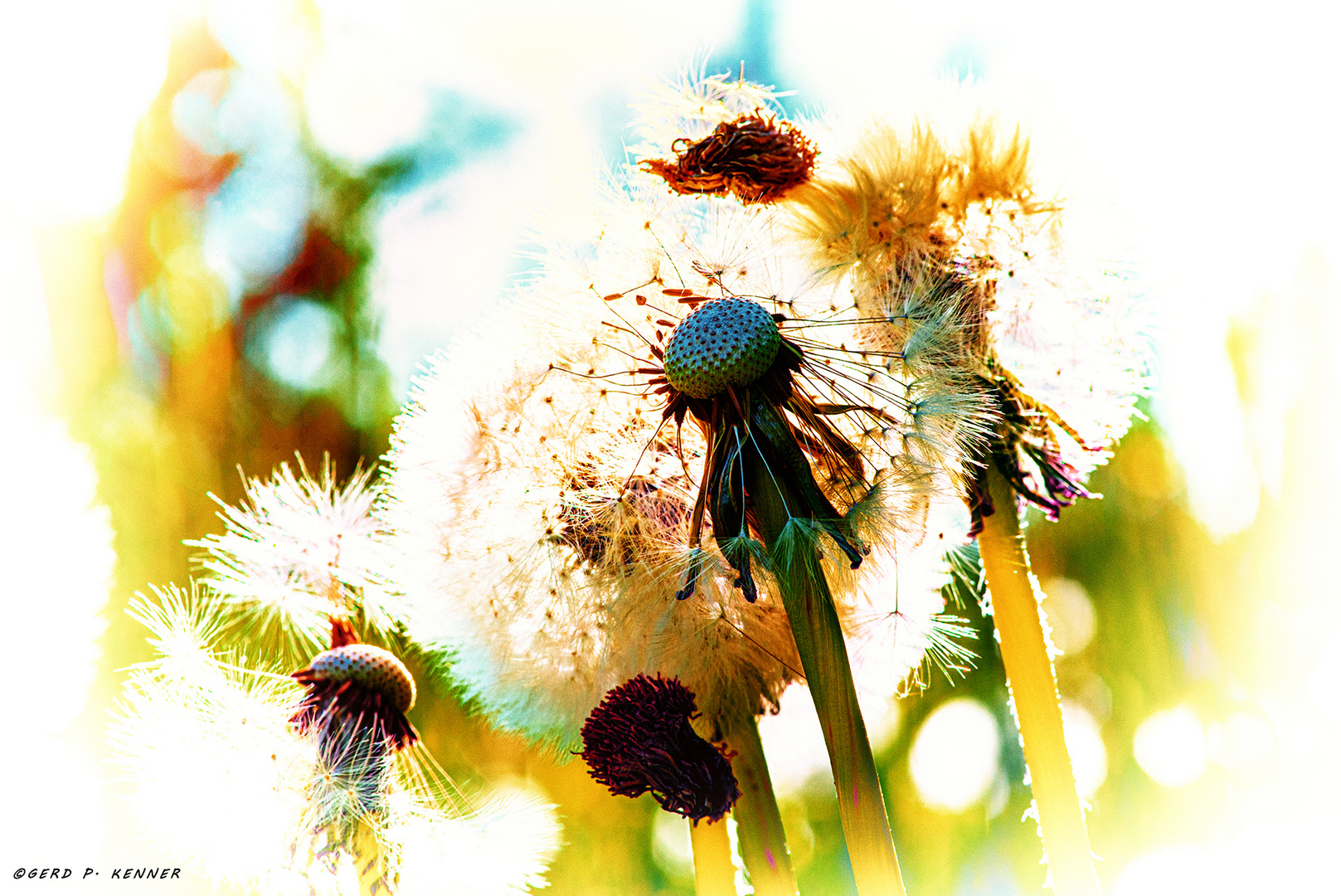 Pusteblumen Variationen 02 Foto & Bild | pflanzen, pilze & flechten, blüten- & kleinpflanzen ...