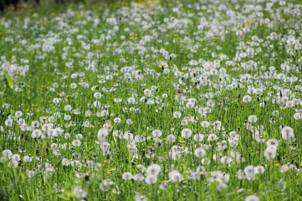 Pusteblumenwiese Foto & Bild | pflanzen, samen, natur, pflanzen Bilder ...
