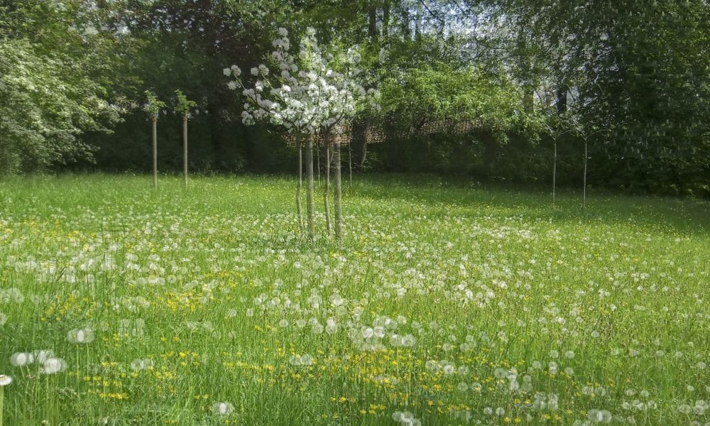 Pusteblumenwiese (Pol 3D) Foto & Bild | spezial, wiese, 3d Bilder auf ...