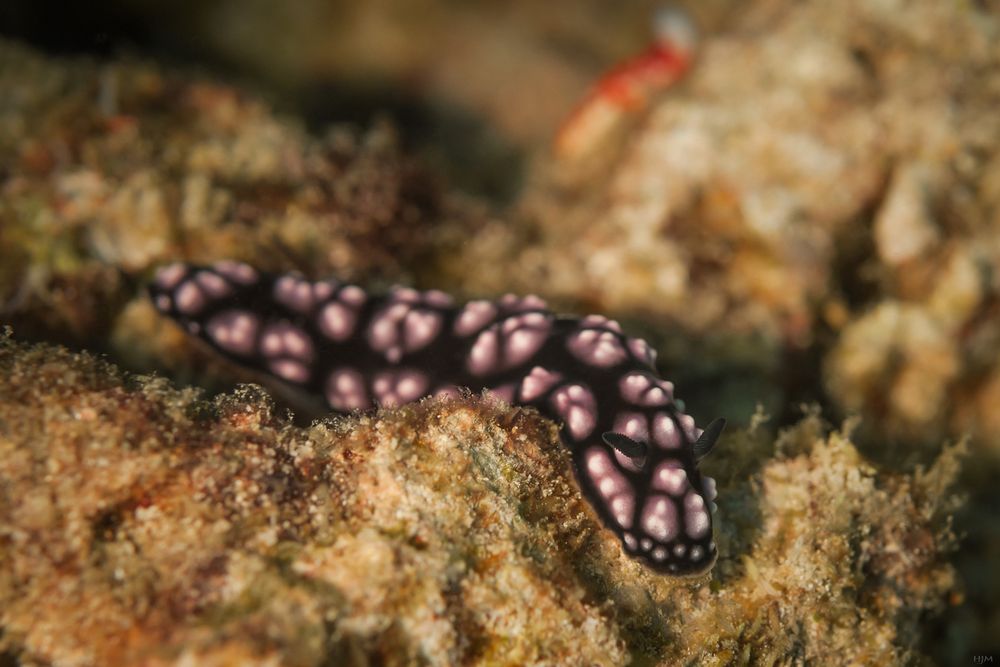 Pustel-Warzenschnecke Foto & Bild | asia, indonesia, tiere Bilder auf ...