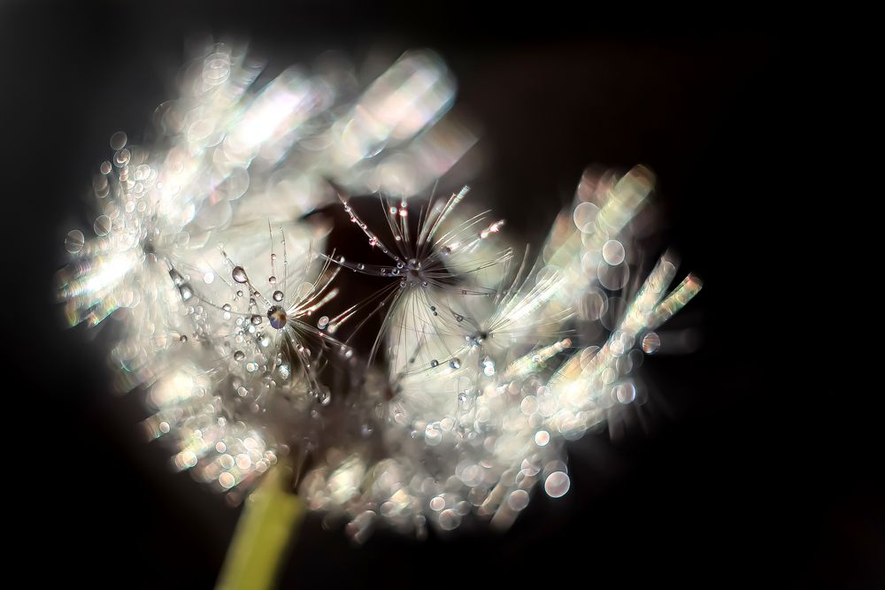 Pusti 2 Foto & Bild | spezial, makro, natur Bilder auf fotocommunity