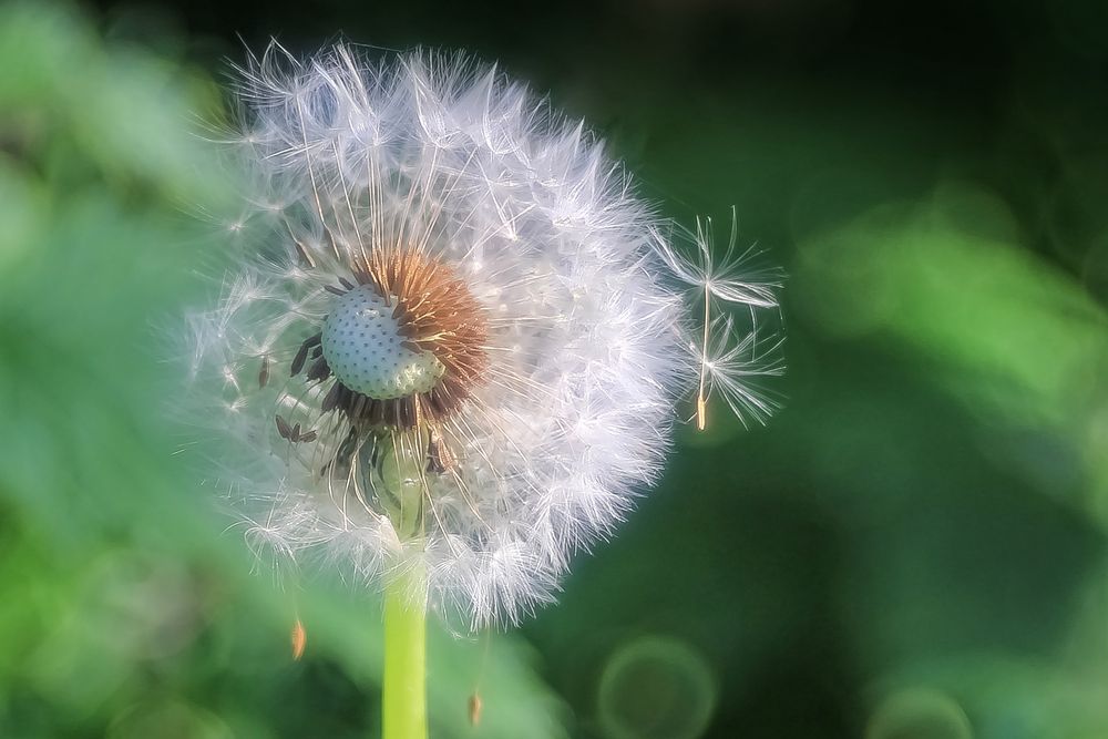 Pusti Foto & Bild | natur-kreativ, aufnahmetechniken, natur fine art ...