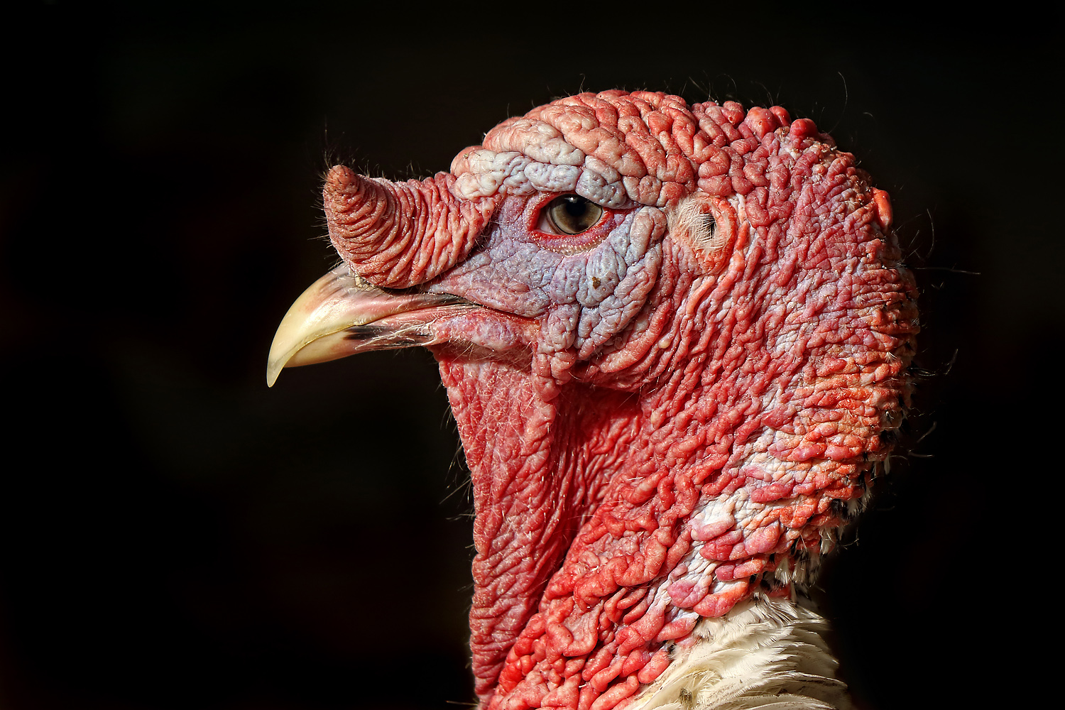 Puten-Portrait Foto & Bild | deutschland, europe, sachsen Bilder auf ...