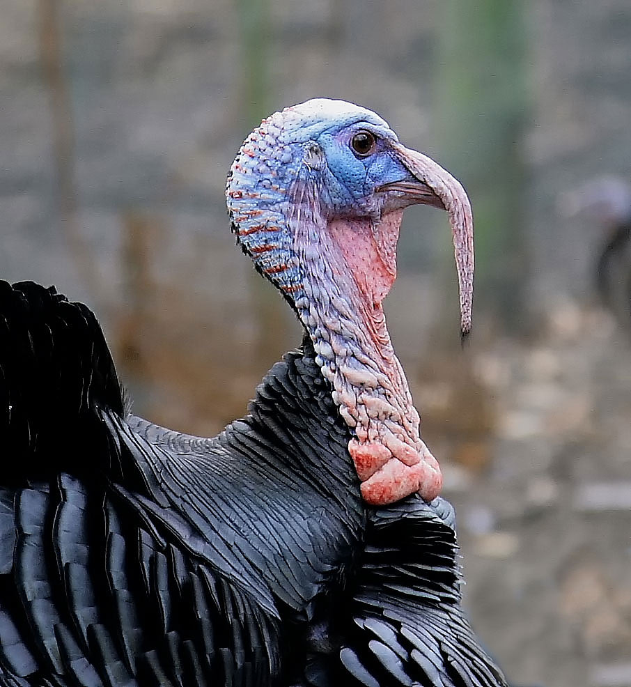 puter Foto & Bild | tiere, zoo, wildpark & falknerei, vögel Bilder auf ...