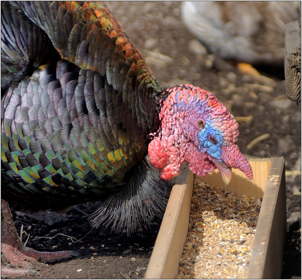 Puter ... Foto & Bild | tiere, wildlife, wild lebende vögel Bilder auf ...