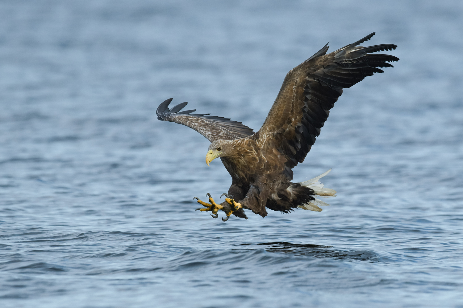 pygargue photo et image | animaux, animaux sauvages, oiseaux Images ...
