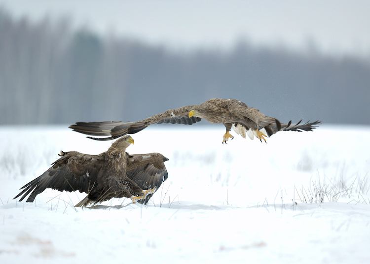 Pygargue à queue blanche photo et image | animaux, animaux sauvages ...