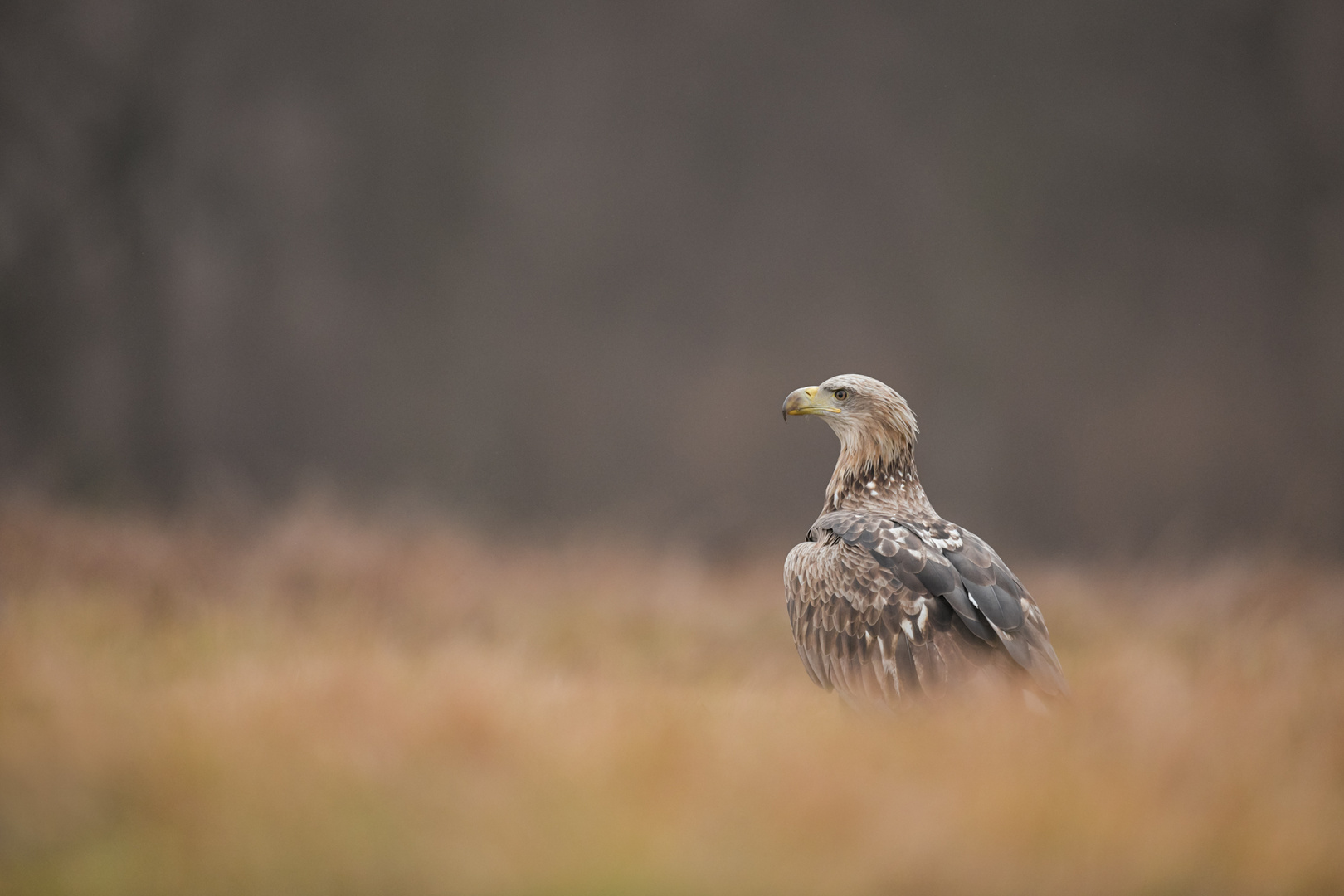 pygargue a queue blanche photo et image | fotos, france, nature Images ...