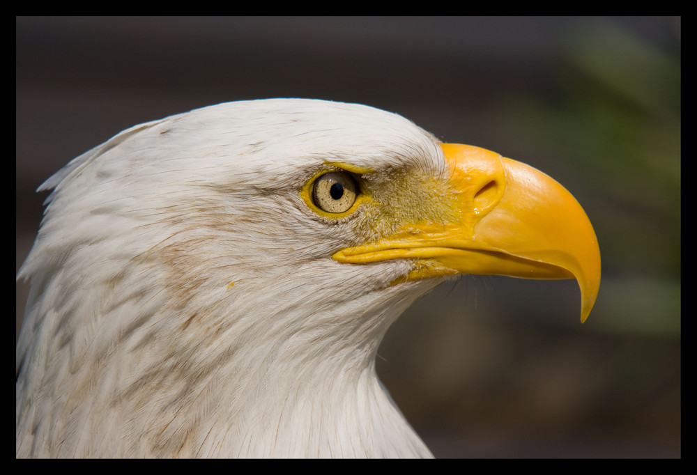 Pygargue à tête blanche photo et image | animaux, zoo et animaux en ...