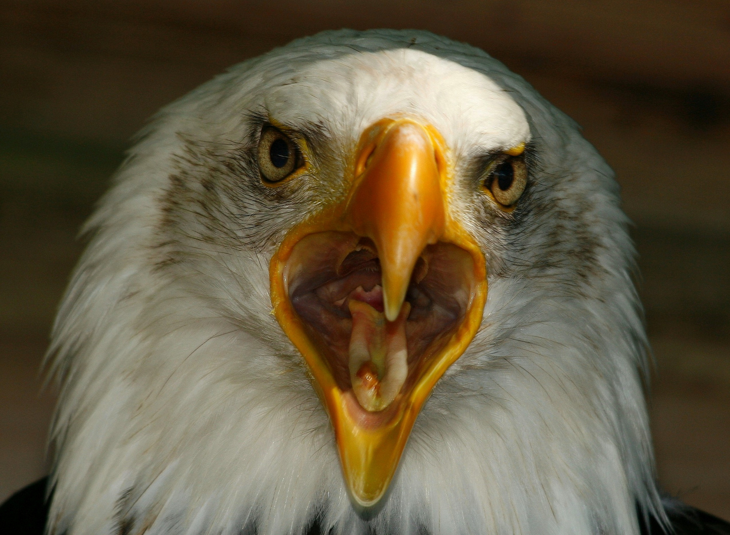 Pygargue à tête blanche photo et image | animaux, zoo et animaux en ...