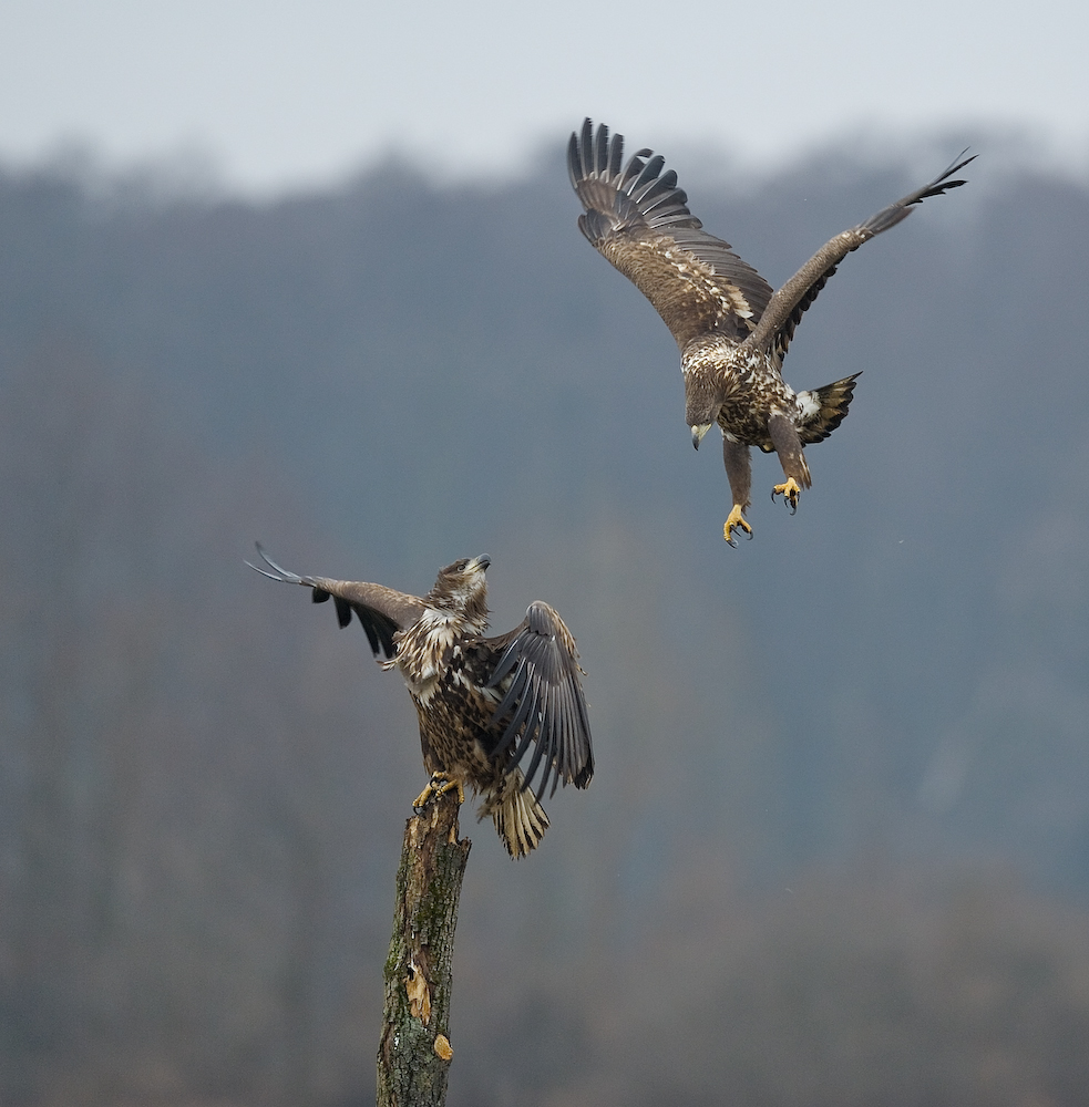 pygargue photo et image | animaux, animaux sauvages, oiseaux Images ...