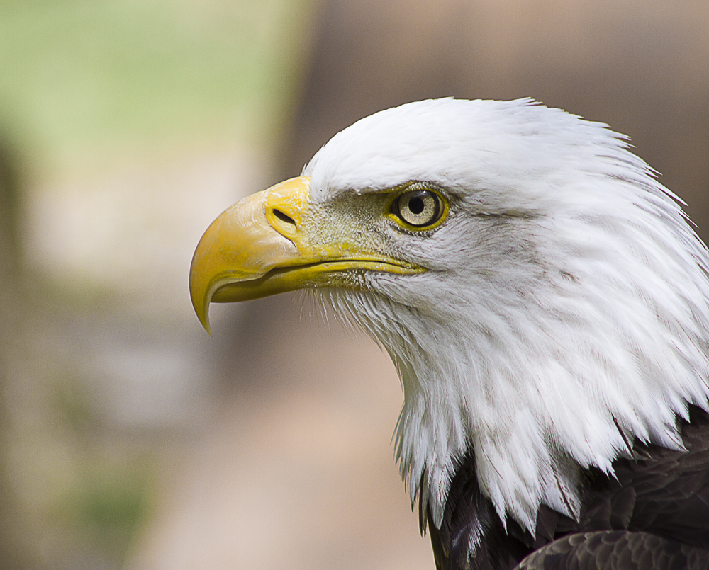 Pygargue II photo et image | animaux, portrait, oiseaux Images ...