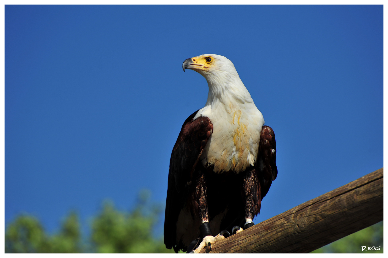 Pygargue Vocifère... photo et image | animaux, animaux sauvages ...
